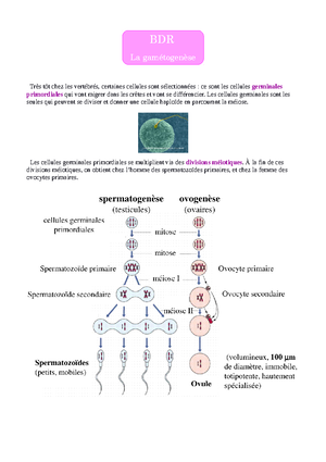 III - Oviviparité et viviparité - BIOLOGIE DE LA REPRODUCTION ET DU ...