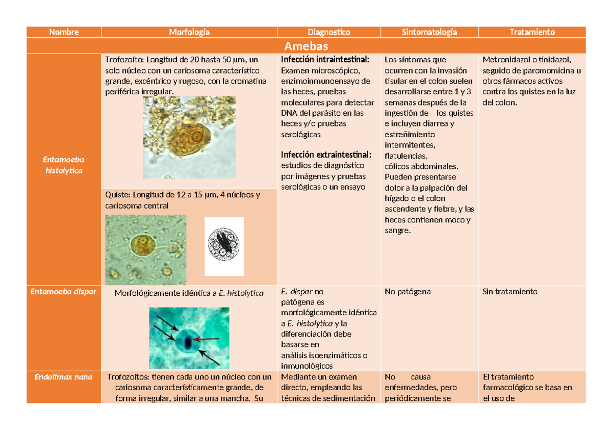 Tabla diagnostica Parasitologia - Nombre Morfología Diagnostico Sintomatología Tratamiento ...