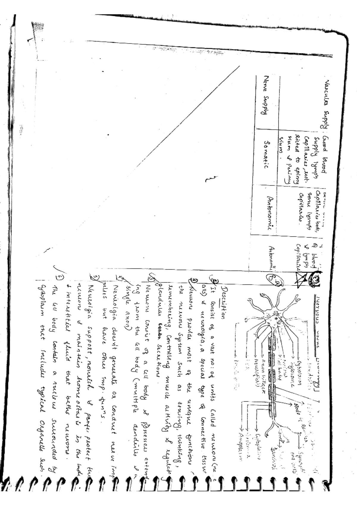 HAP Nervous System-I - NOTES BASED ON PHARMACY SYLLABUS - Human anatomy ...