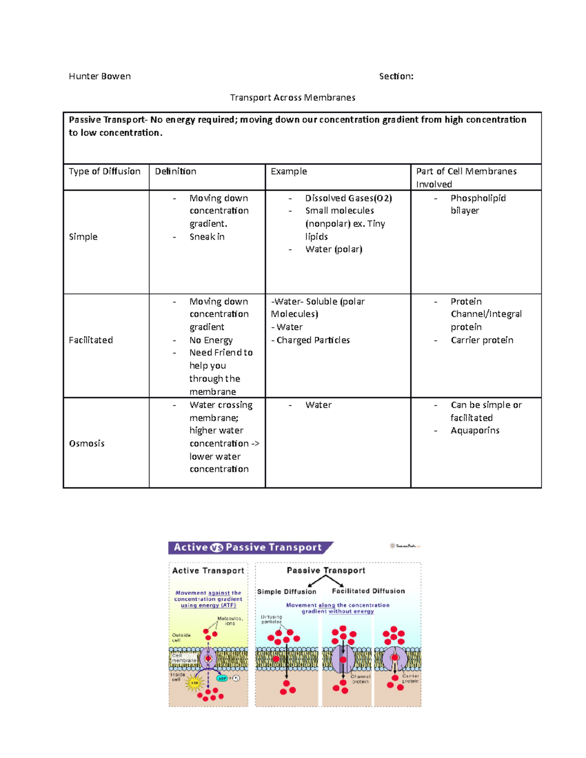 Active vs. Passive - Notes - Hunter Bowen Section: Transport Across ...