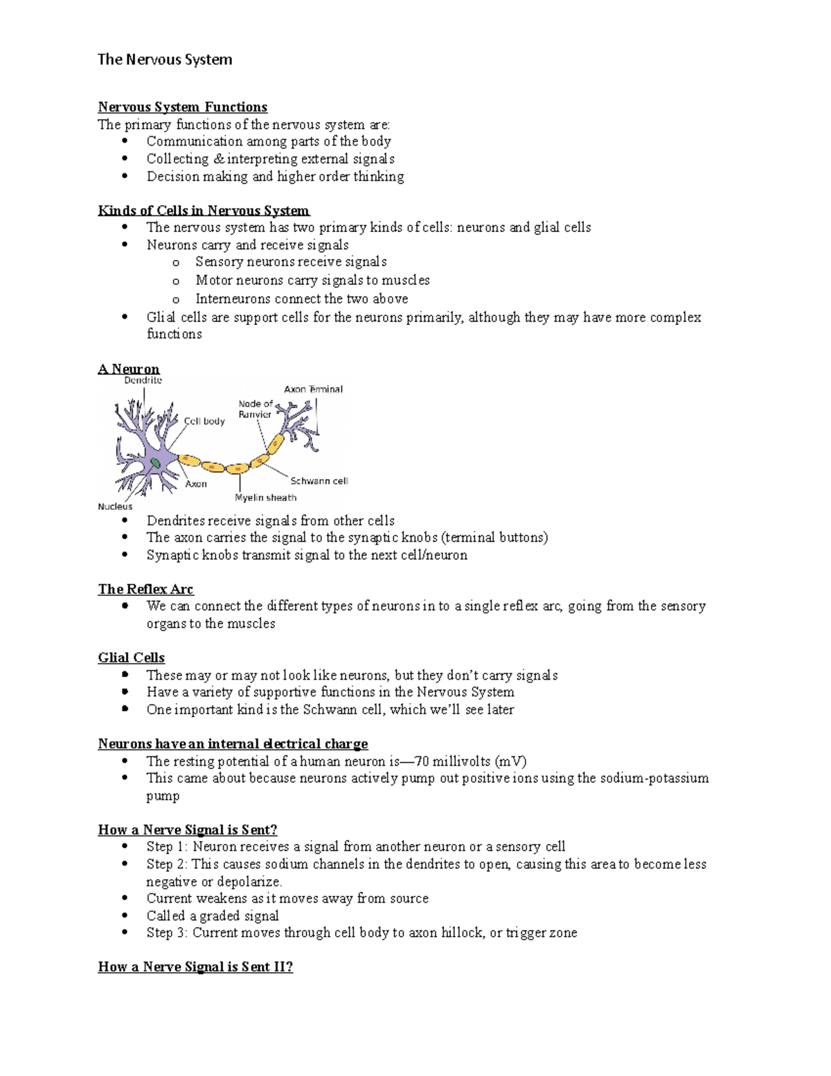 Nervous System Biology 2 Nervous System Functions The Primary nervous-system-biology-2-nervous-system-functions-the-primary