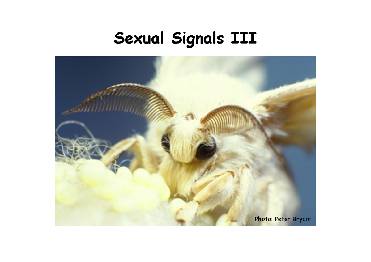 Lecture 21 Sexual Signals Iii 2018 Ilearn Warning Error During