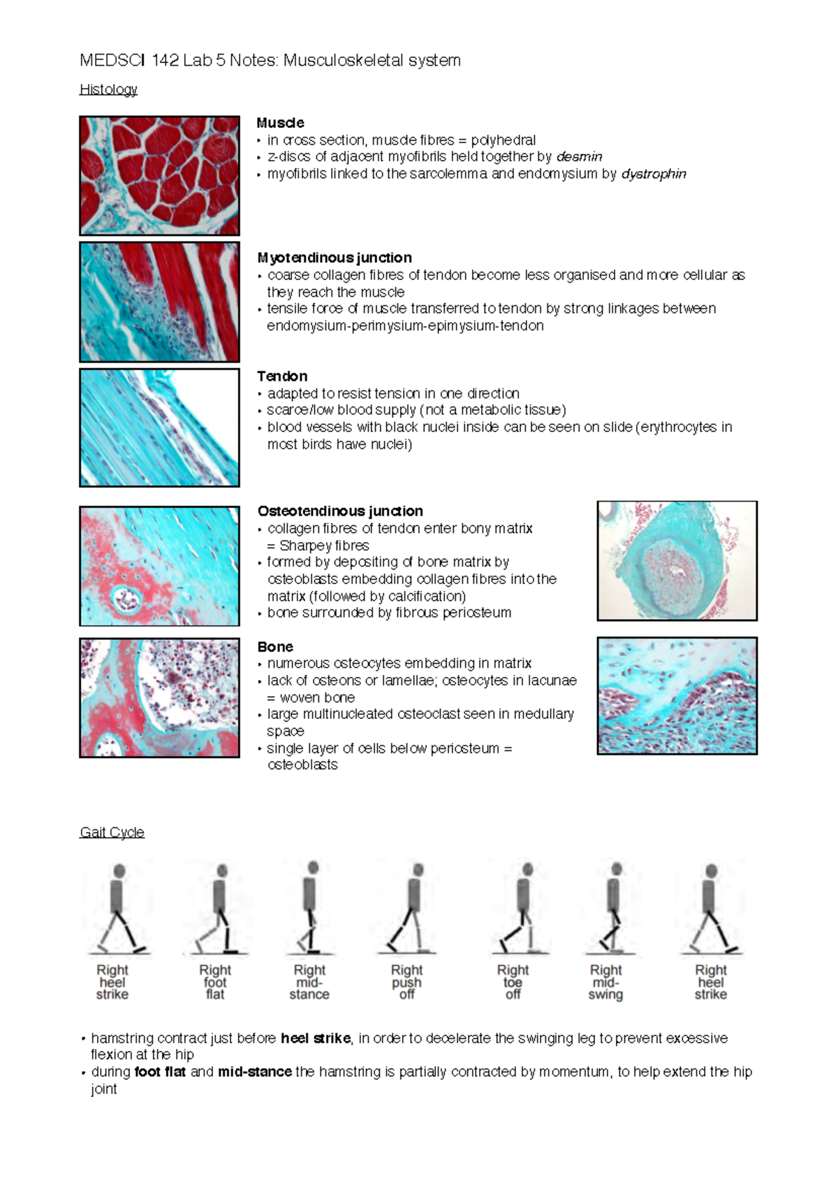 Medsci Lab 5 Musculoskeletal - MEDSCI 142 Lab 5 Notes: Musculoskeletal ...