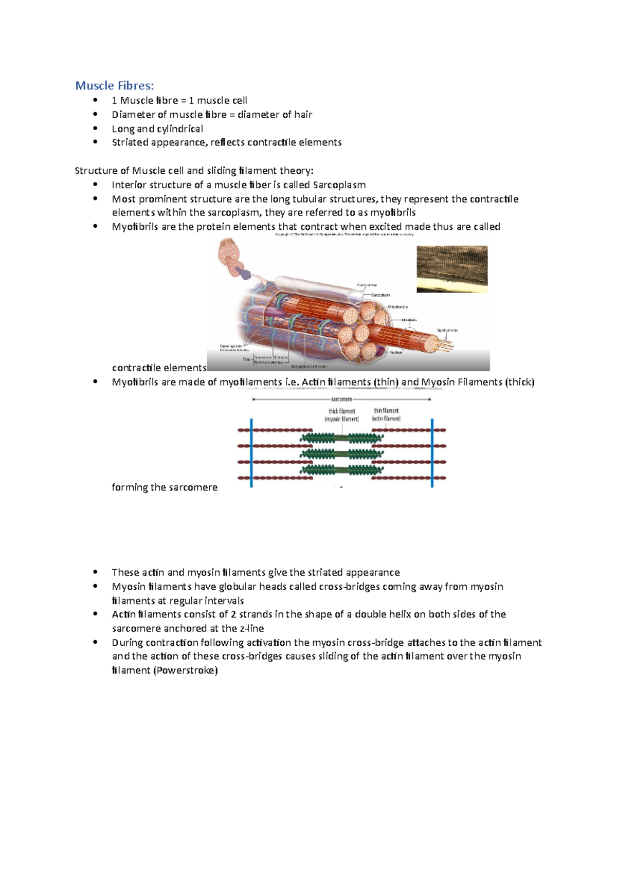 SSEH1103-Muscle Fibres - Muscle Fibres: 1 Muscle fibre = 1 muscle cell ...