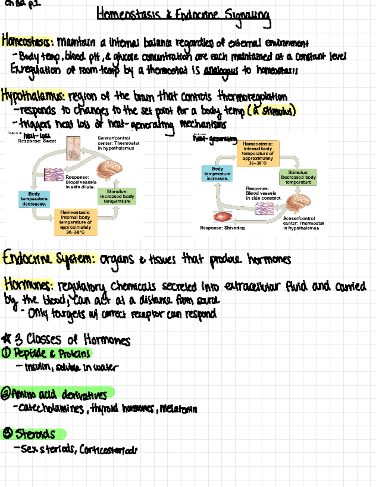 Bio 133 W1 Notes - Ch32p - omeostasis & Endocrine Signaling Homeostasis ...
