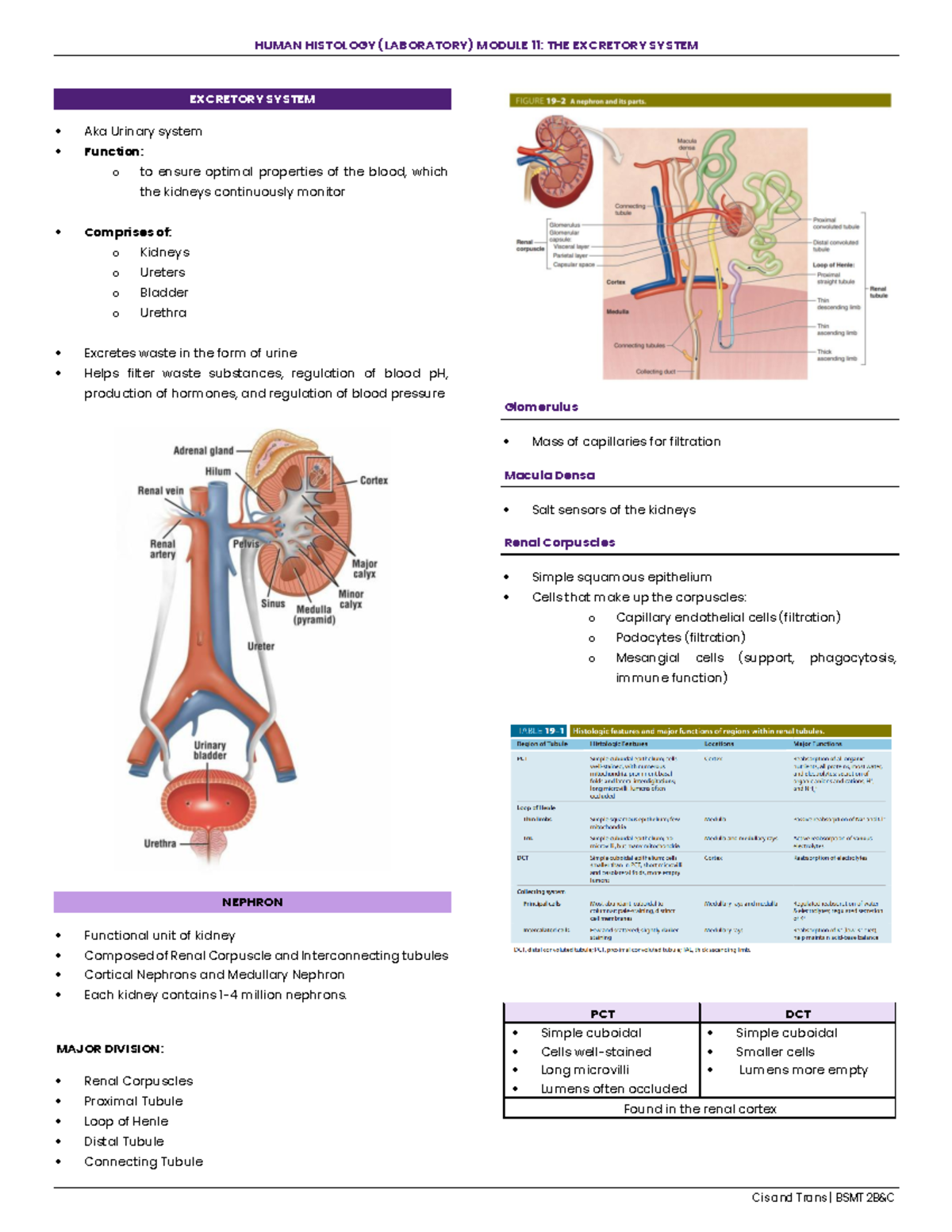 Histology(LAB)-M11- Excretory System - HUMAN HISTOLOGY (LABORATORY ...