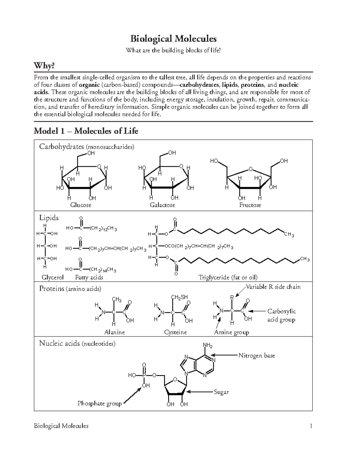 6 Biological Molecules-S - These organic molecules are the building ...