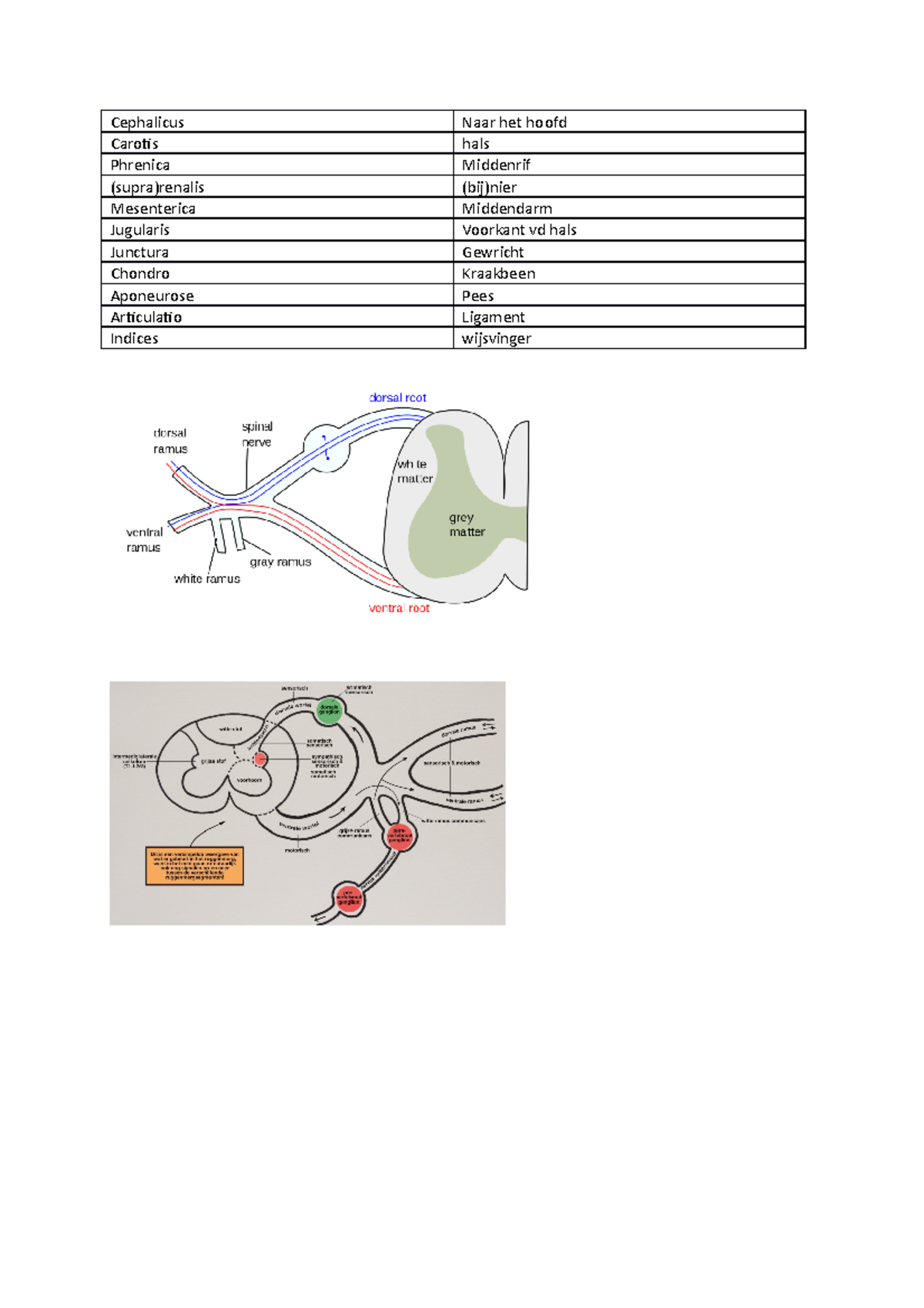 Belangrijke begrippen anatomie - Cephalicus Naar het hoofd Carotis hals ...
