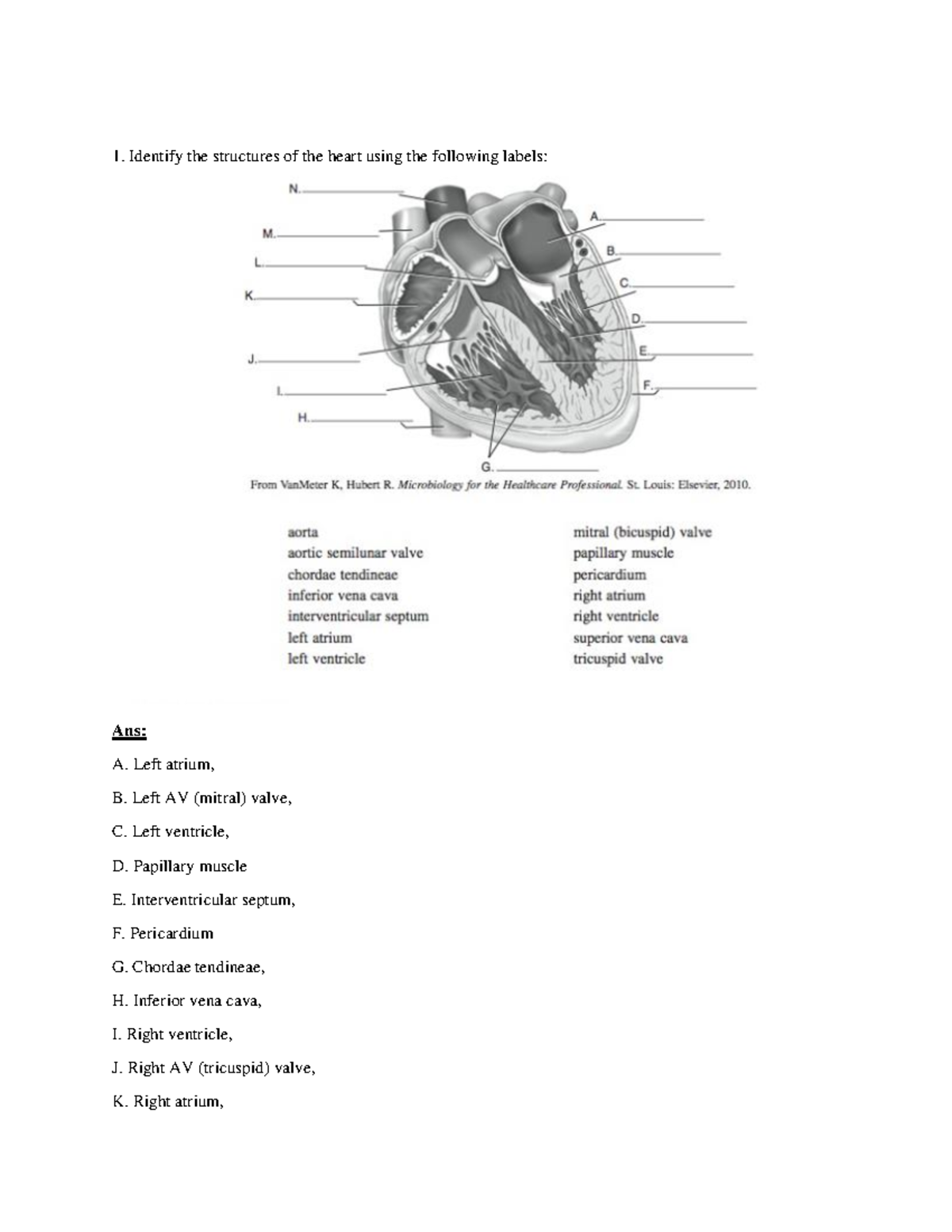 Chapter 12 - lecture notes - Identify the structures of the heart using ...
