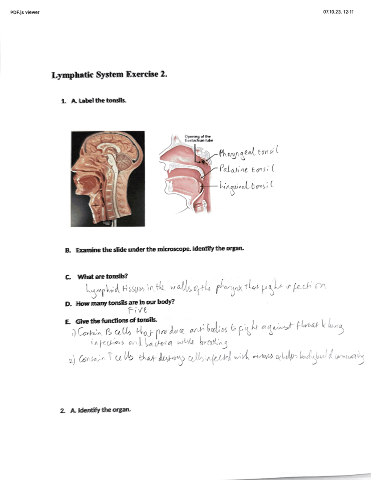 Lymphatic System Lab 2 - BIOL 252 - Studocu