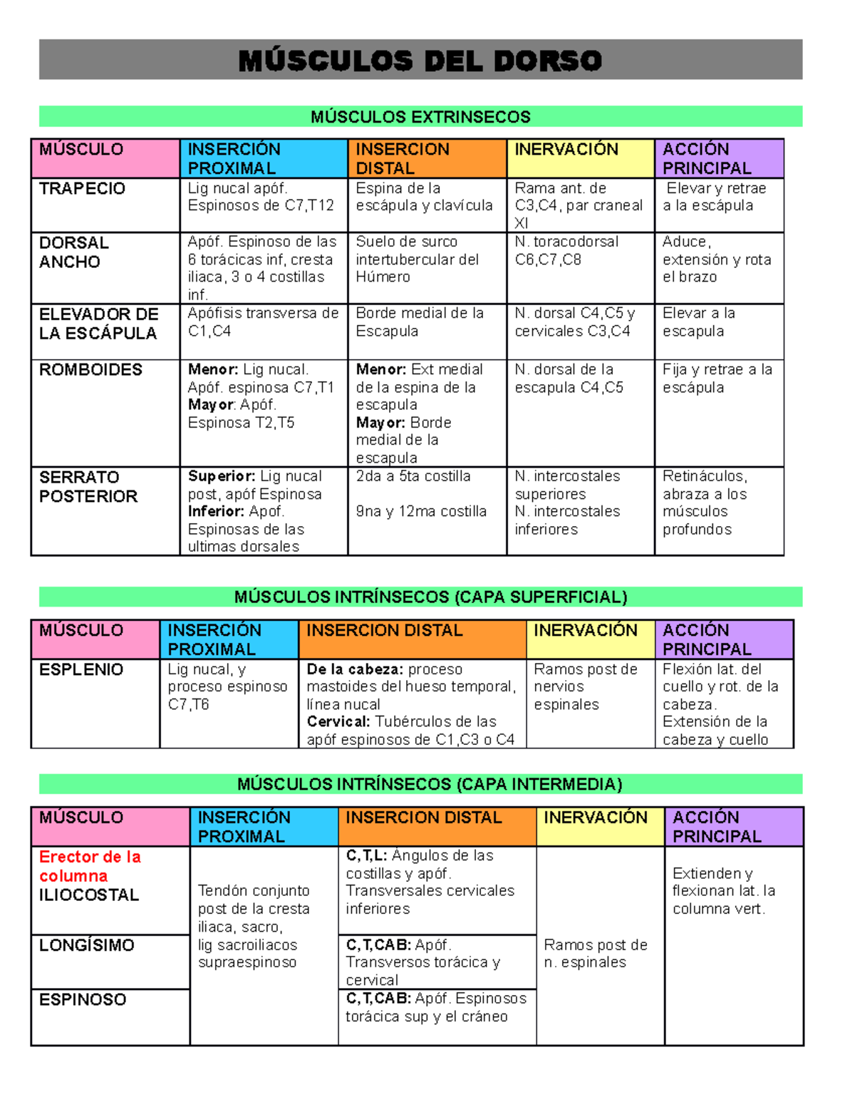 Músculos DEL Dorso - MÚSCULOS DEL DORSO MÚSCULOS EXTRINSECOS MÚSCULO ...