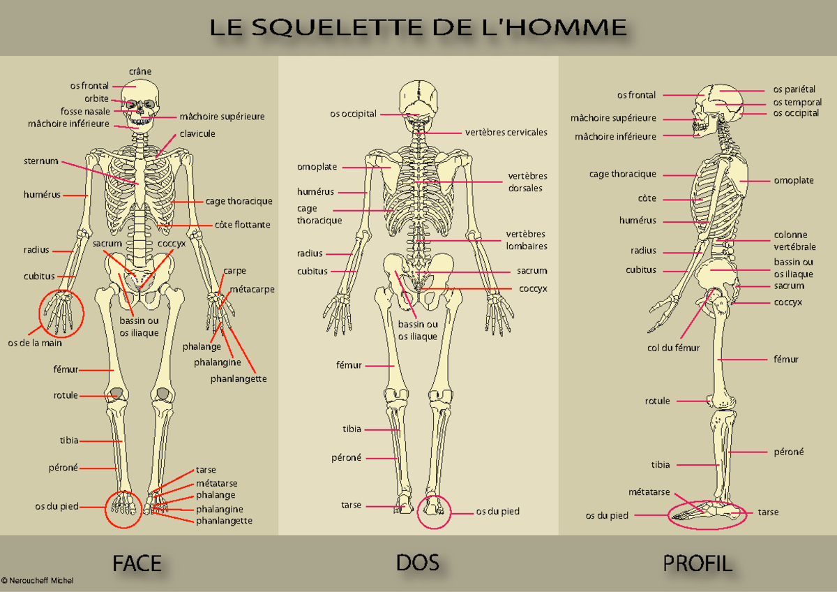 Squelette humain - LE SQUELETTE DE L'HOMME FACE DOS PROFIL crâne os ...