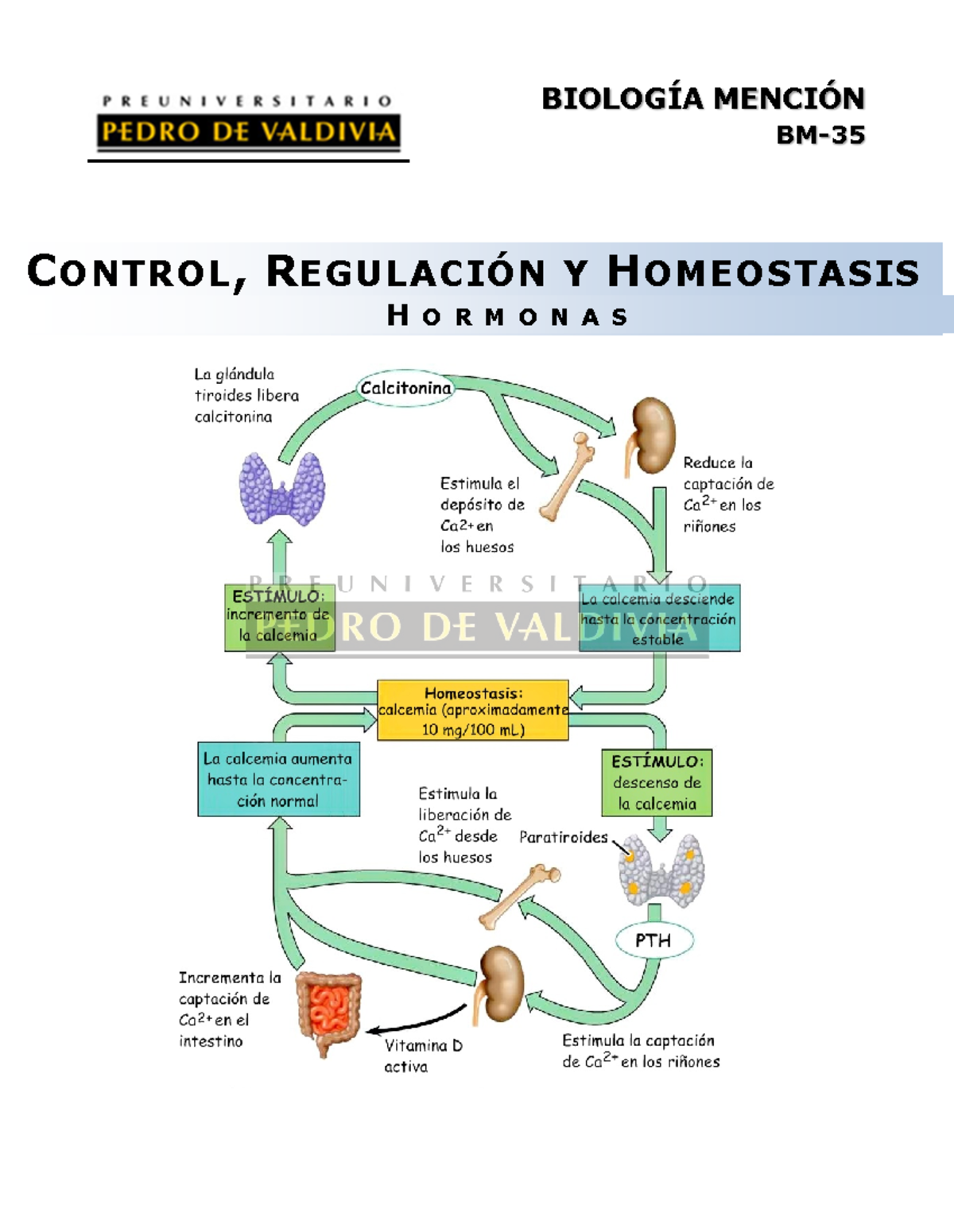 Bm35-control-regulacion-y-homeostasis compress imagenes - Anatomia ...