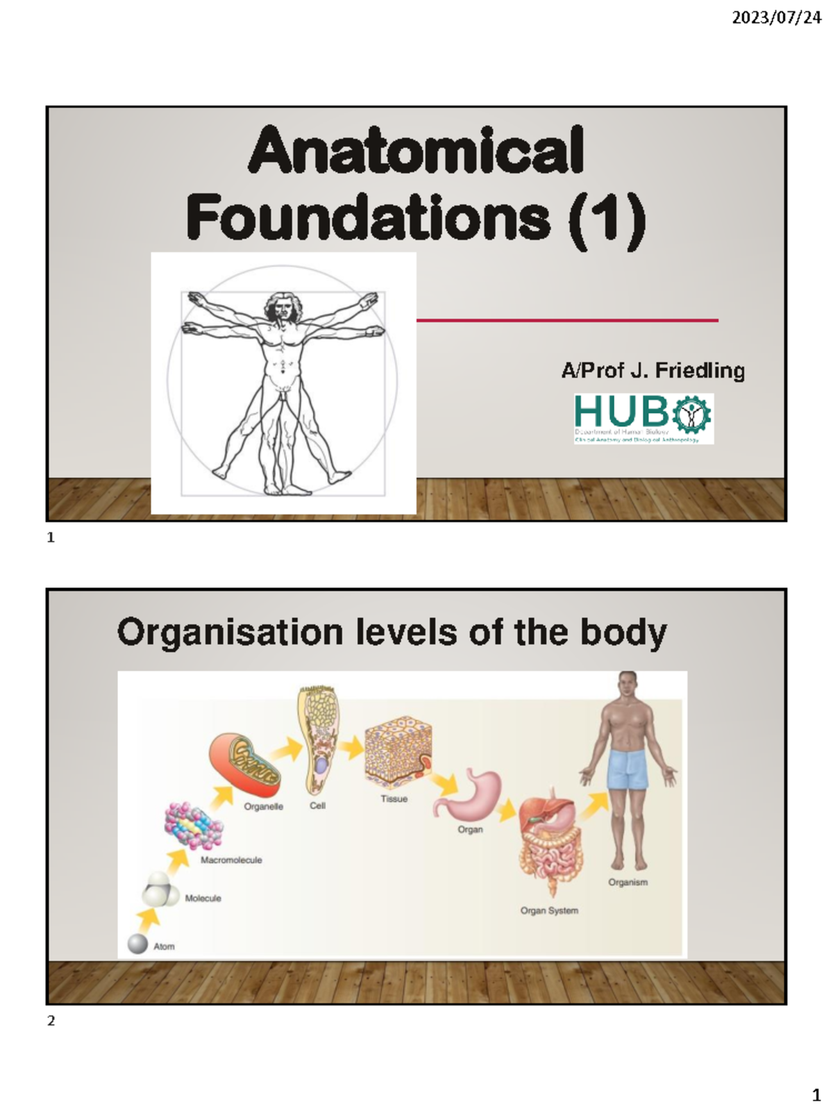 Anatomical foundations 1 - Anatomical Foundations (1) A/Prof J ...