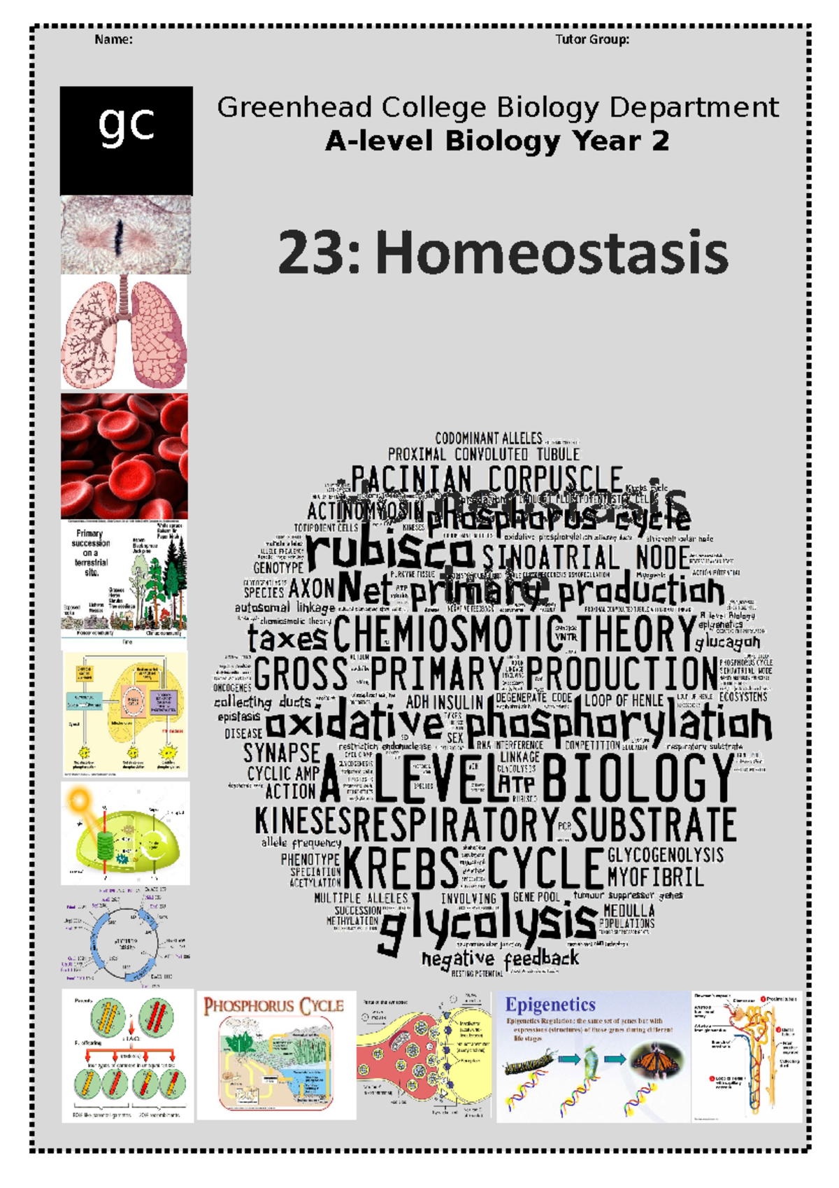 Homeostasis Lesson PACK 2020-21 - protein 33 23: Homeostasis ...