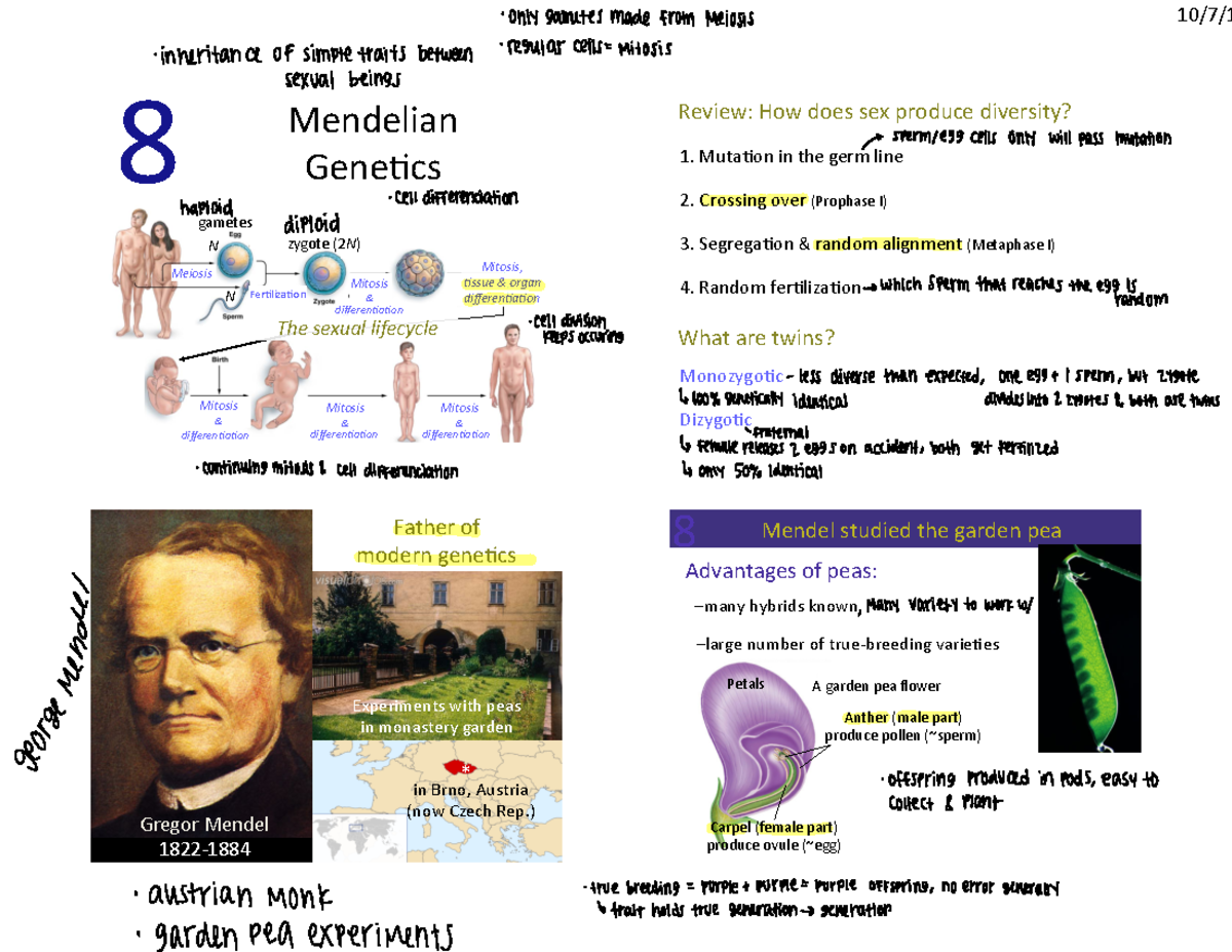 Chapter 8 Mendelian Genetics - 10/7/19& 8& Mendelian& Gene0cs& Mitosis ...