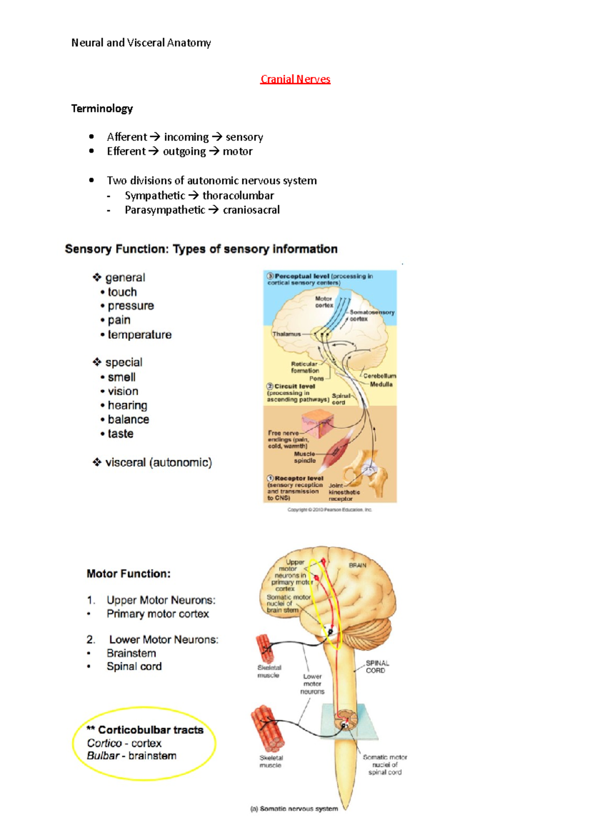 Cranial Nerves Notes - Neural and Visceral Anatomy Cranial Nerves ...