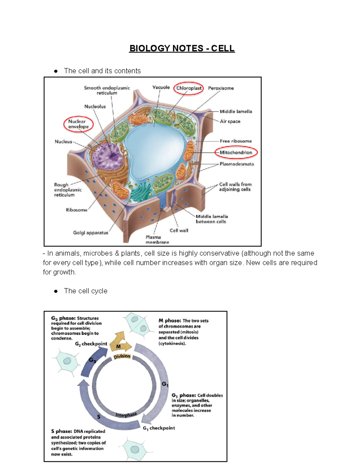 B Iology Notes - CELL - BIOLOGY NOTES - CELL The cell and its contents ...