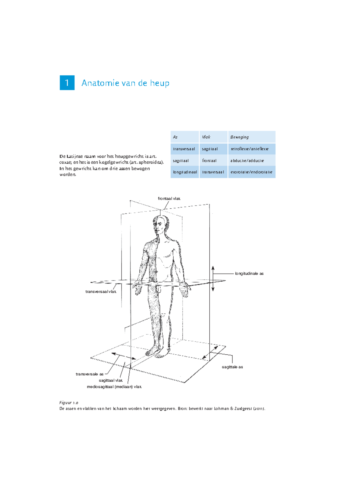 Samenvatting - Anatomie van de heup - j 1 Anatomie van de heup De ...
