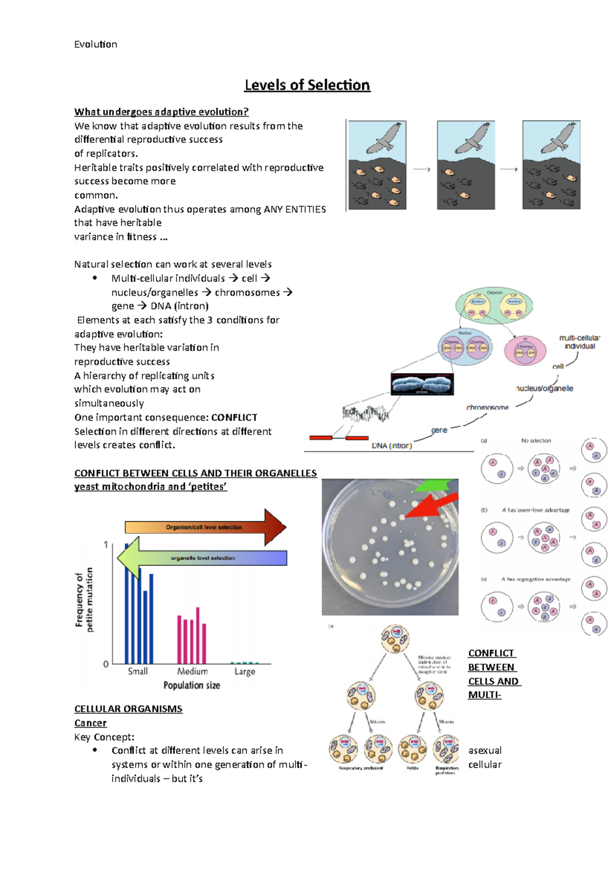 Levels of Selection - notes - Levels of Selection What undergoes ...