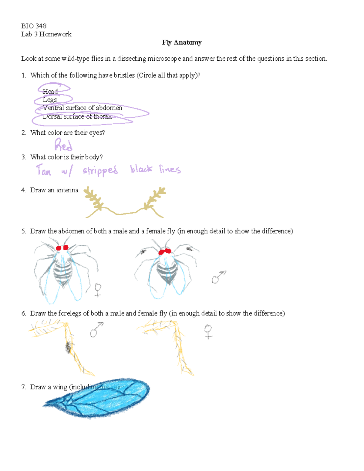 Lab3.Flies.Homework copy - BIO 348 Lab 3 Homework Fly Anatomy Look at ...