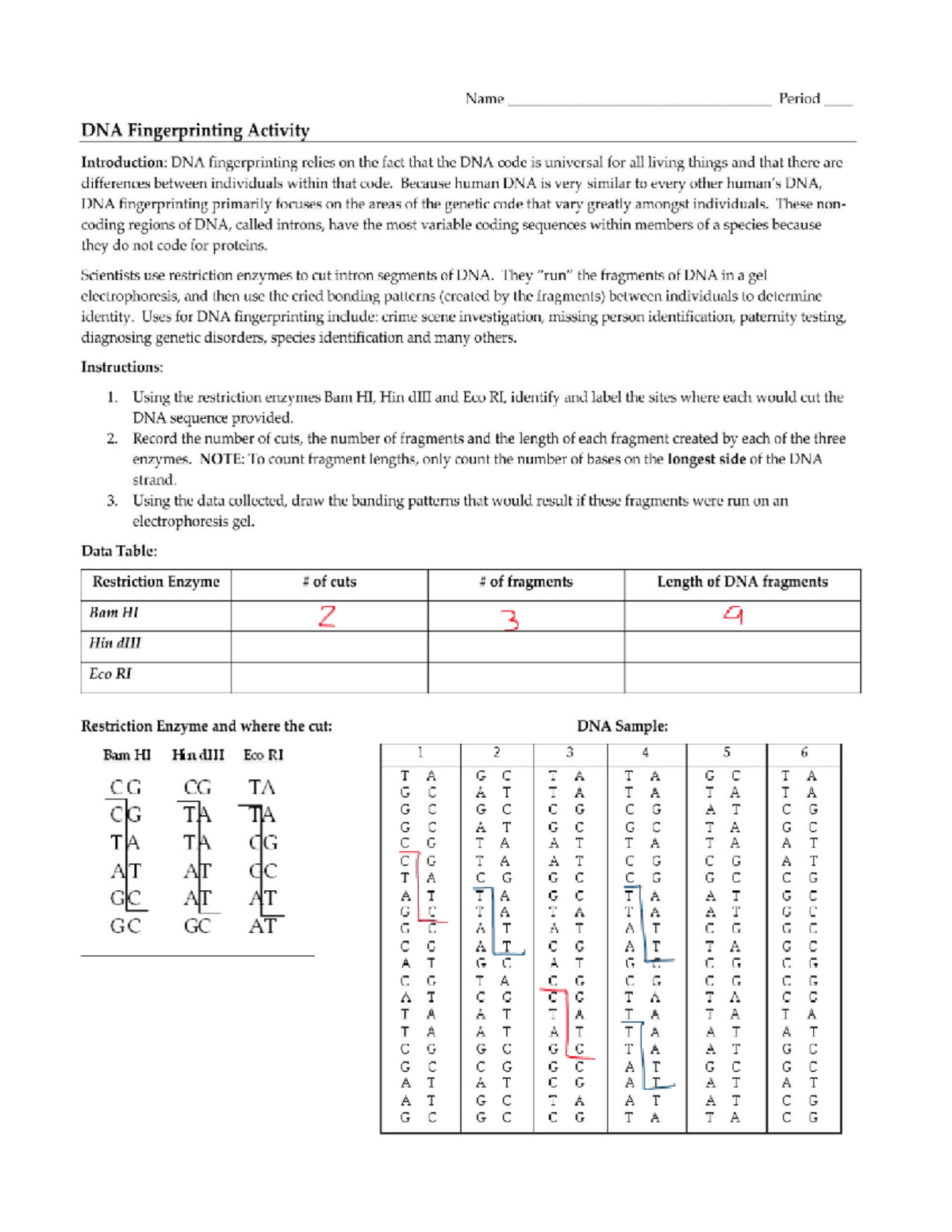 DNA Fingerprinting Activity - Because human DNA is very similar to ...