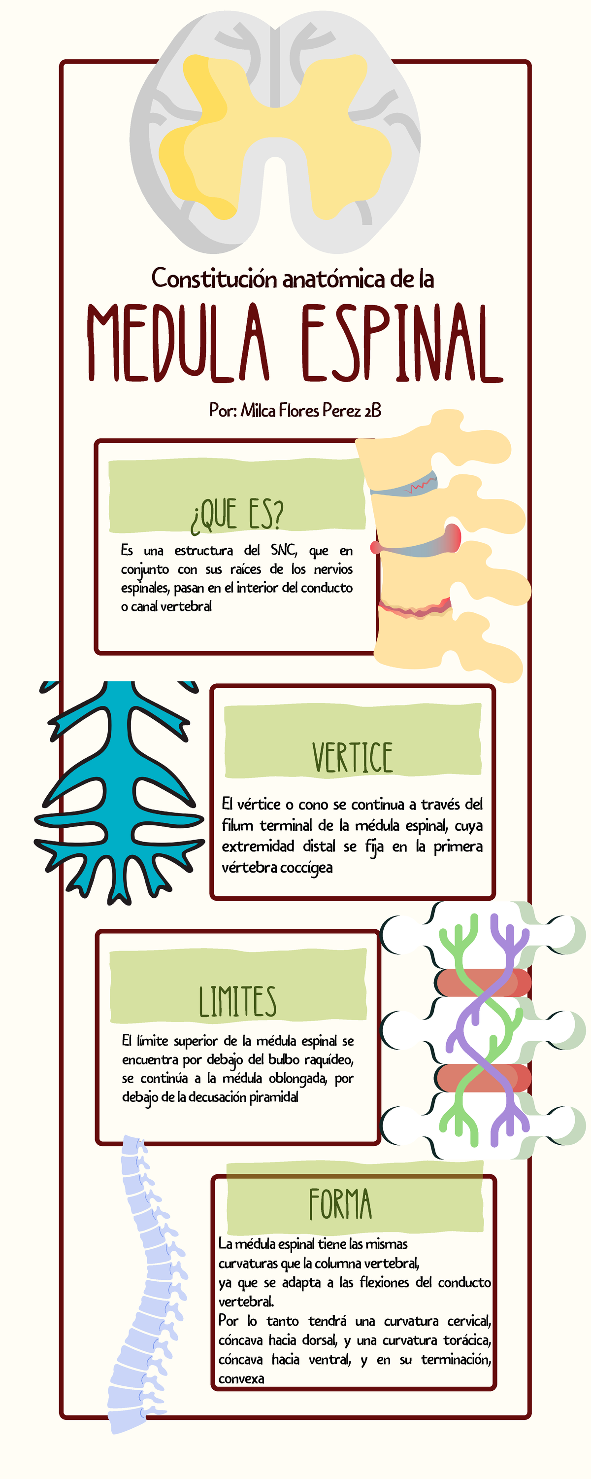 Infografía - Infografia médula espinal - MEDULA ESPINAL Constitución ...
