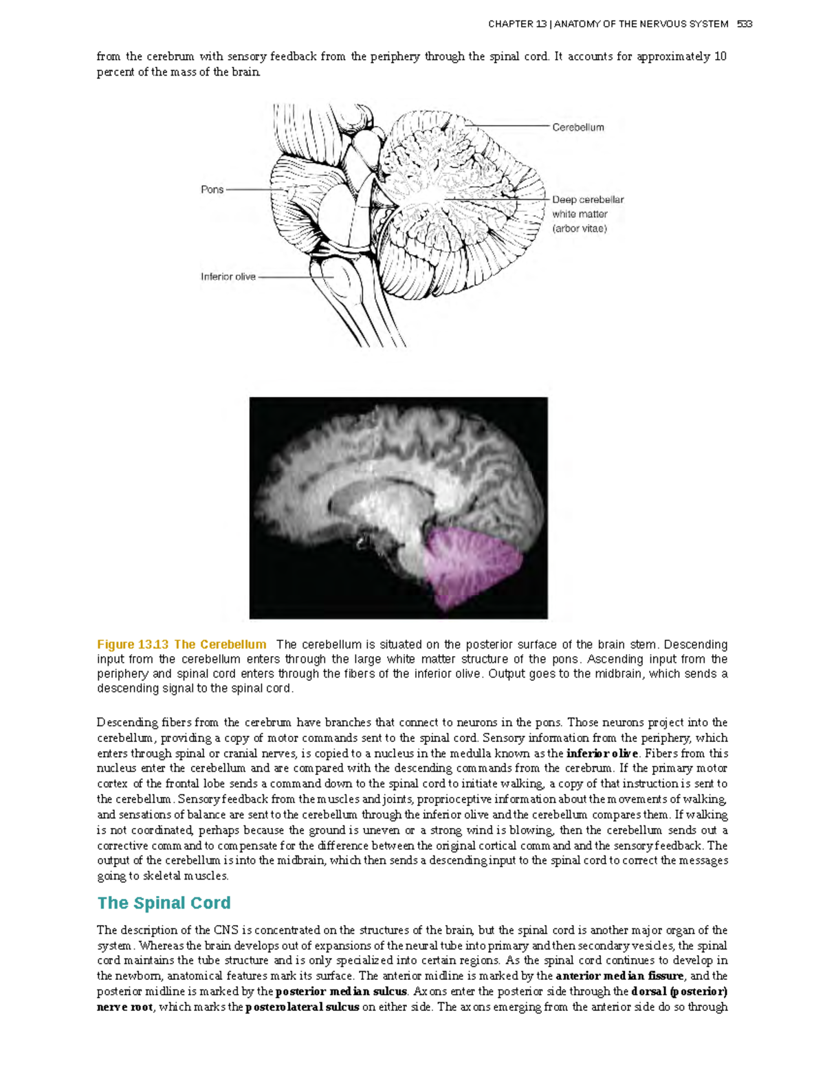 Anatomy-physiology-181 - from the cerebrum with sensory feedback from ...