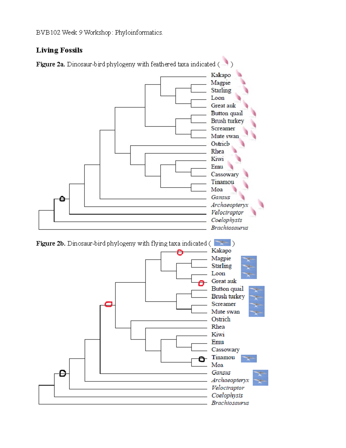 Living Fossils Ans Sheet - BVB102 Week 9 Workshop: Phyloinformatics. Living Fossils Figure 2a ...