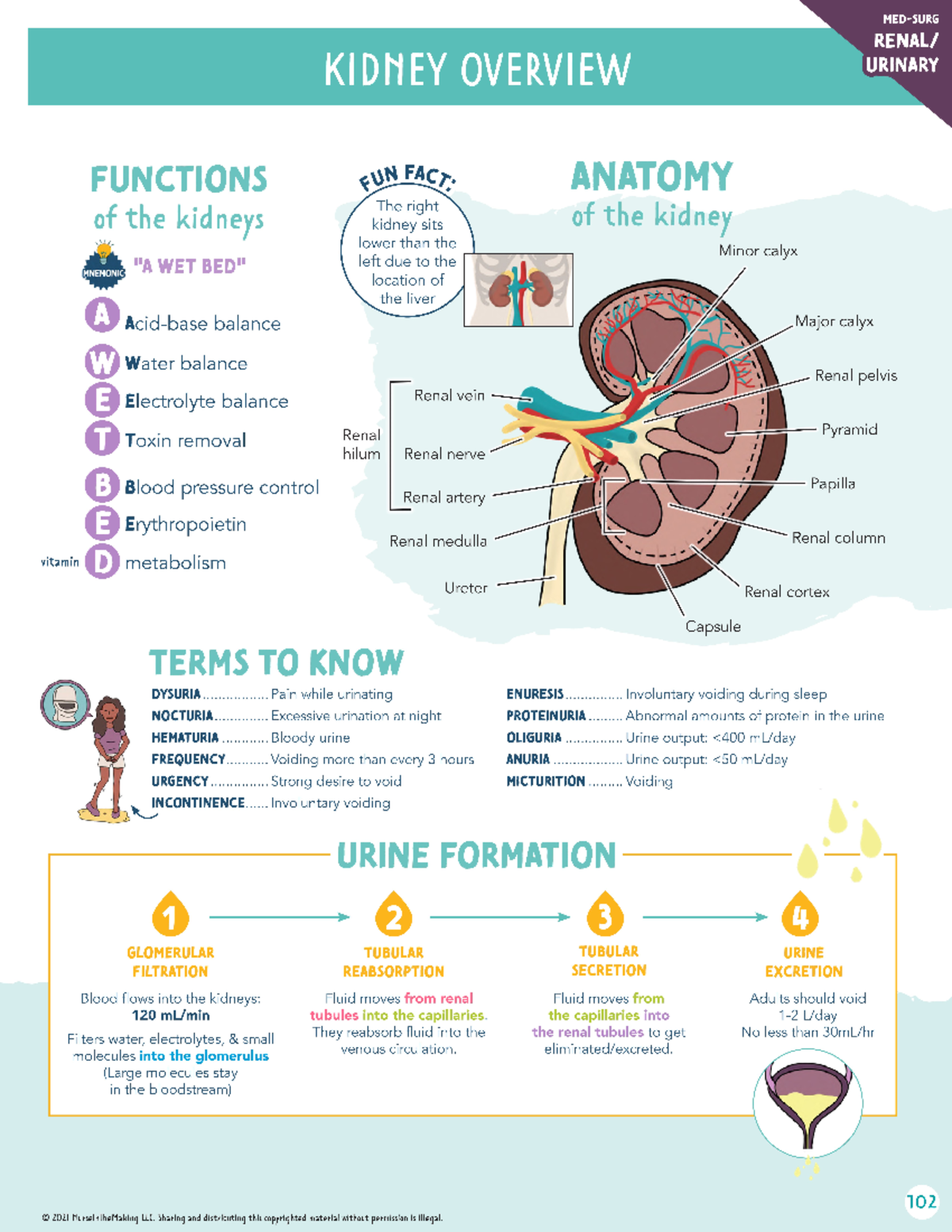 Renal - the capillaries into Filters water, electrolytes, small They ...