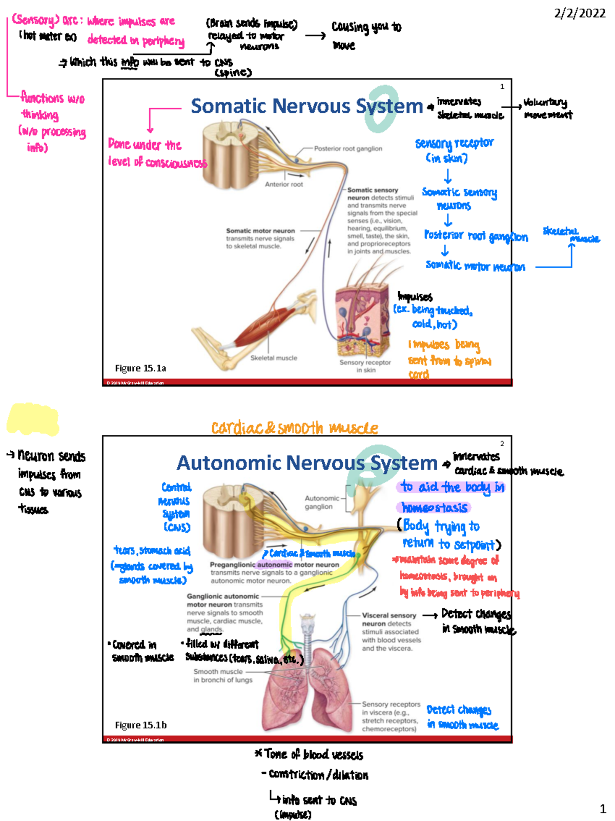 Autonomic Nervous System - 1 © 2019 McGraw-Hill Education 1 Somatic ...