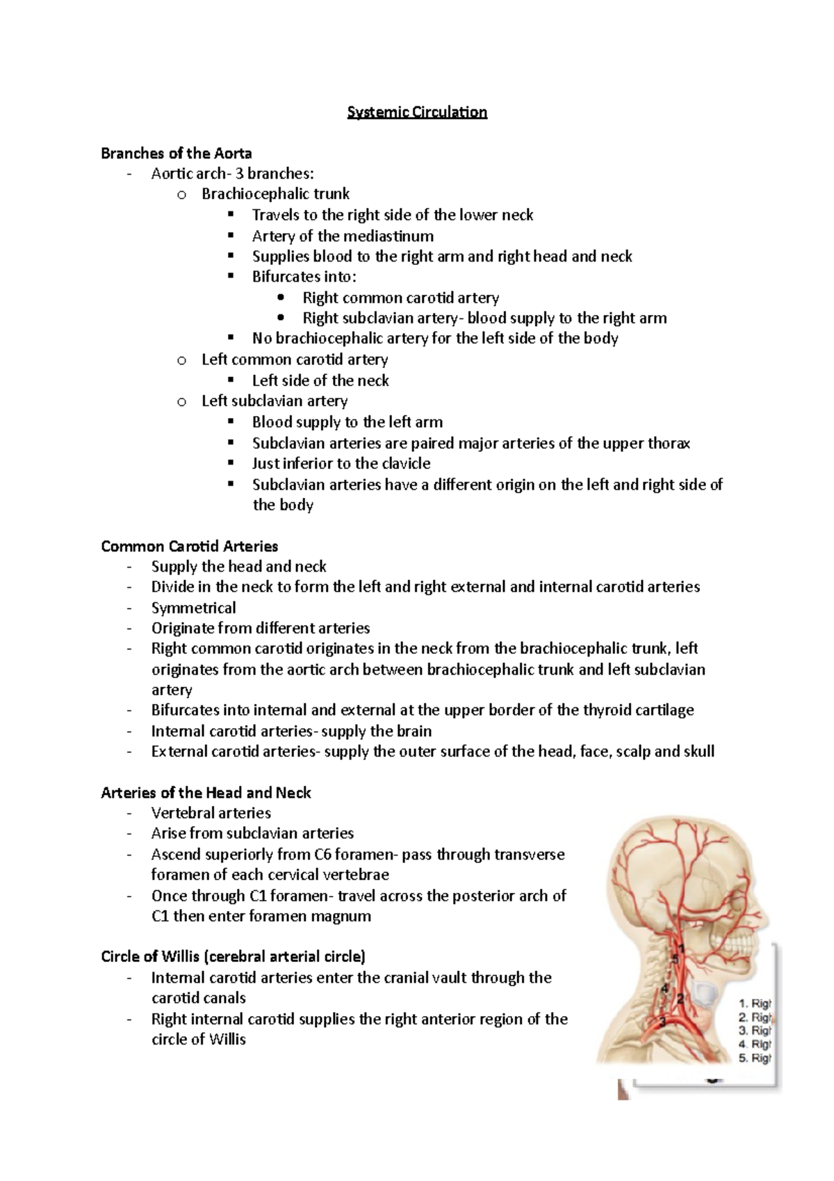 Systemic Circulation - Systemic Circulation Branches of the Aorta ...