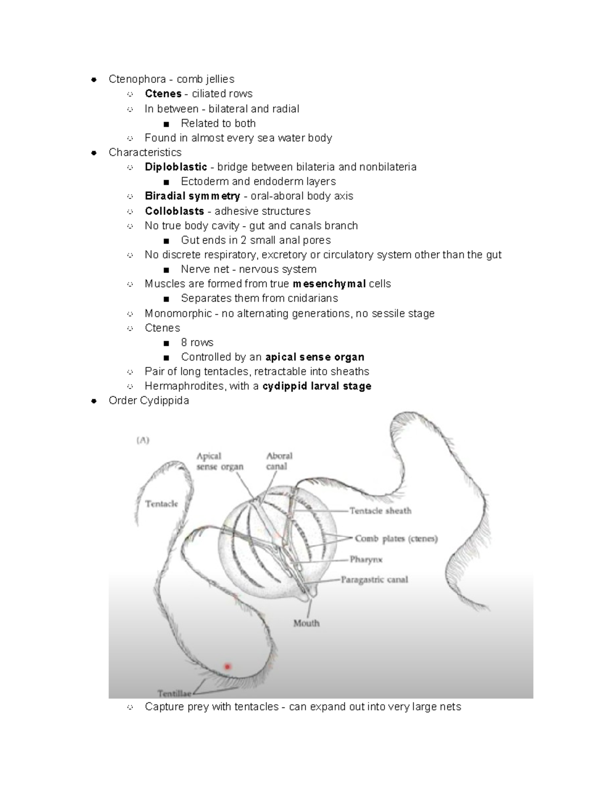 3 5 Lecture Phylum Ctenophora - Ctenophora - comb jellies Ctenes ...