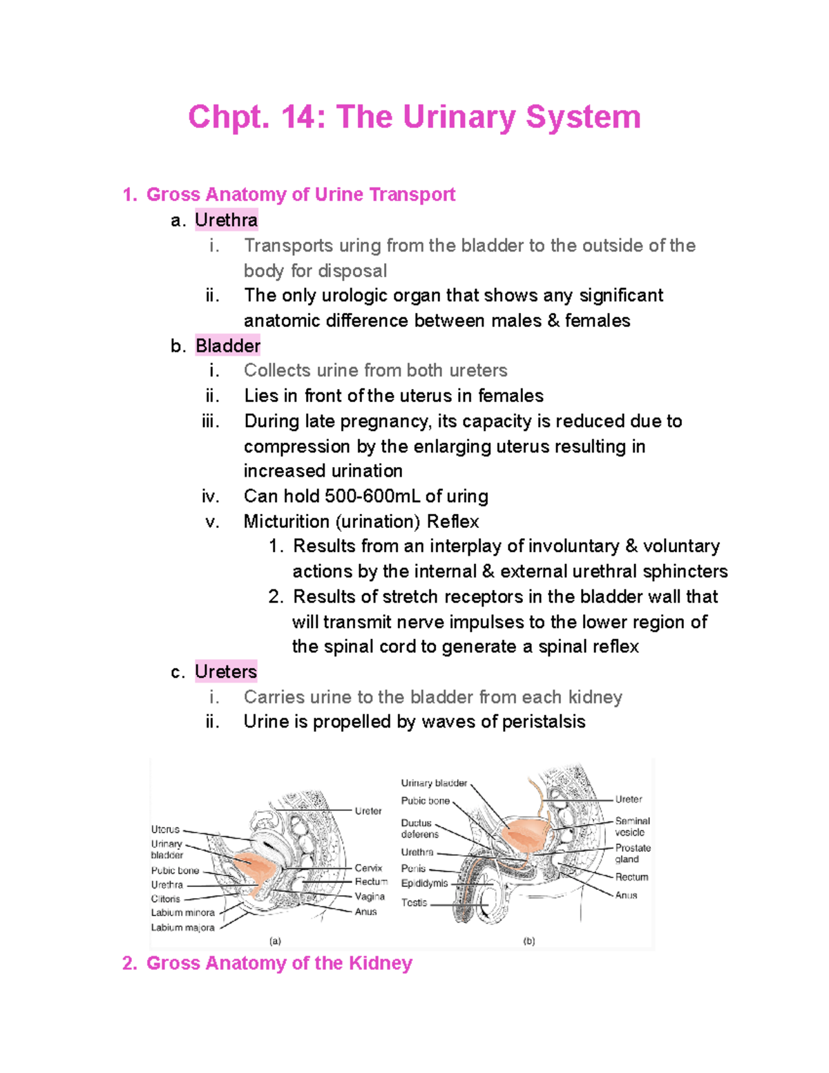 Chpt. 14 notes-2 - chapter notes - Chpt. 14: The Urinary System 1 ...