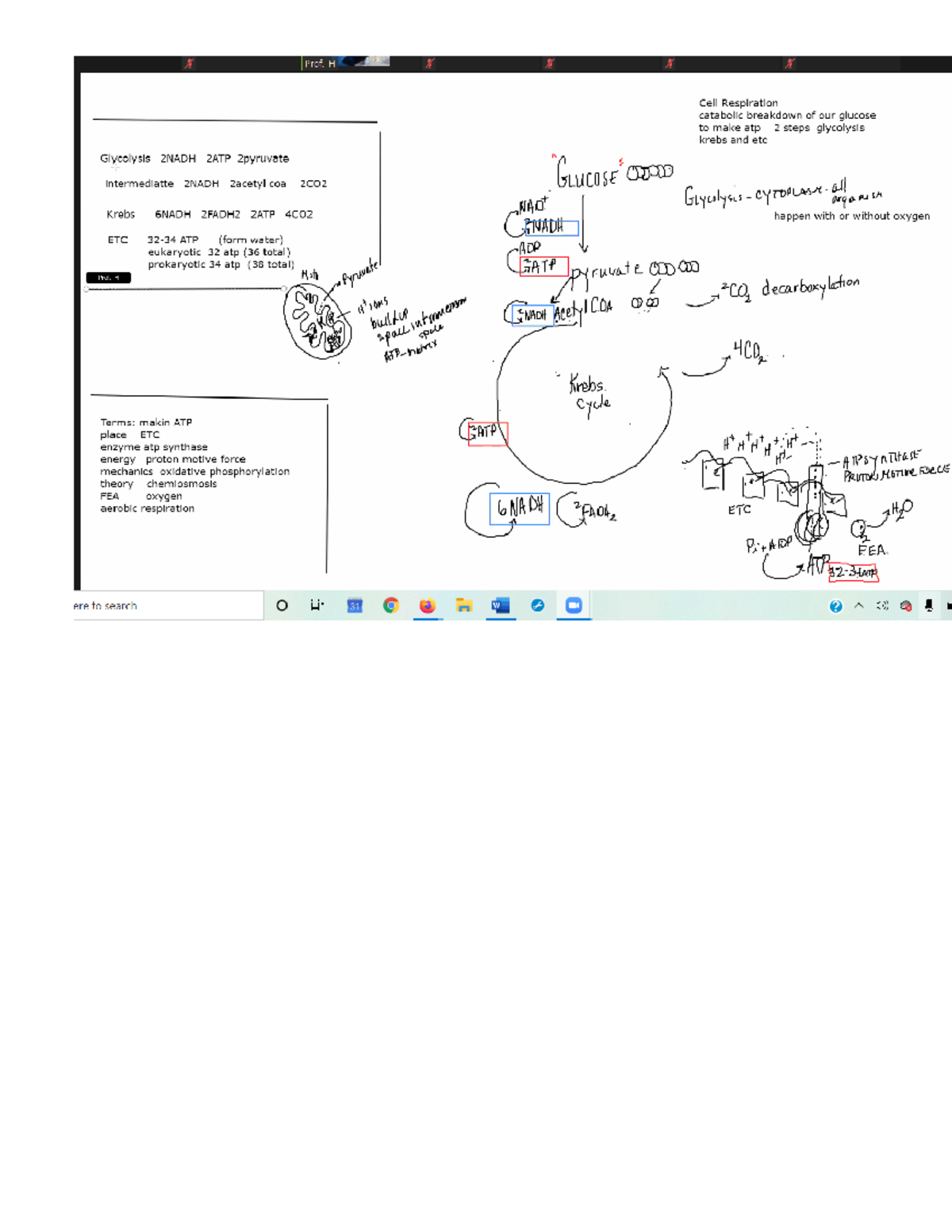 ATP production diagram - BSC2086 - Studocu