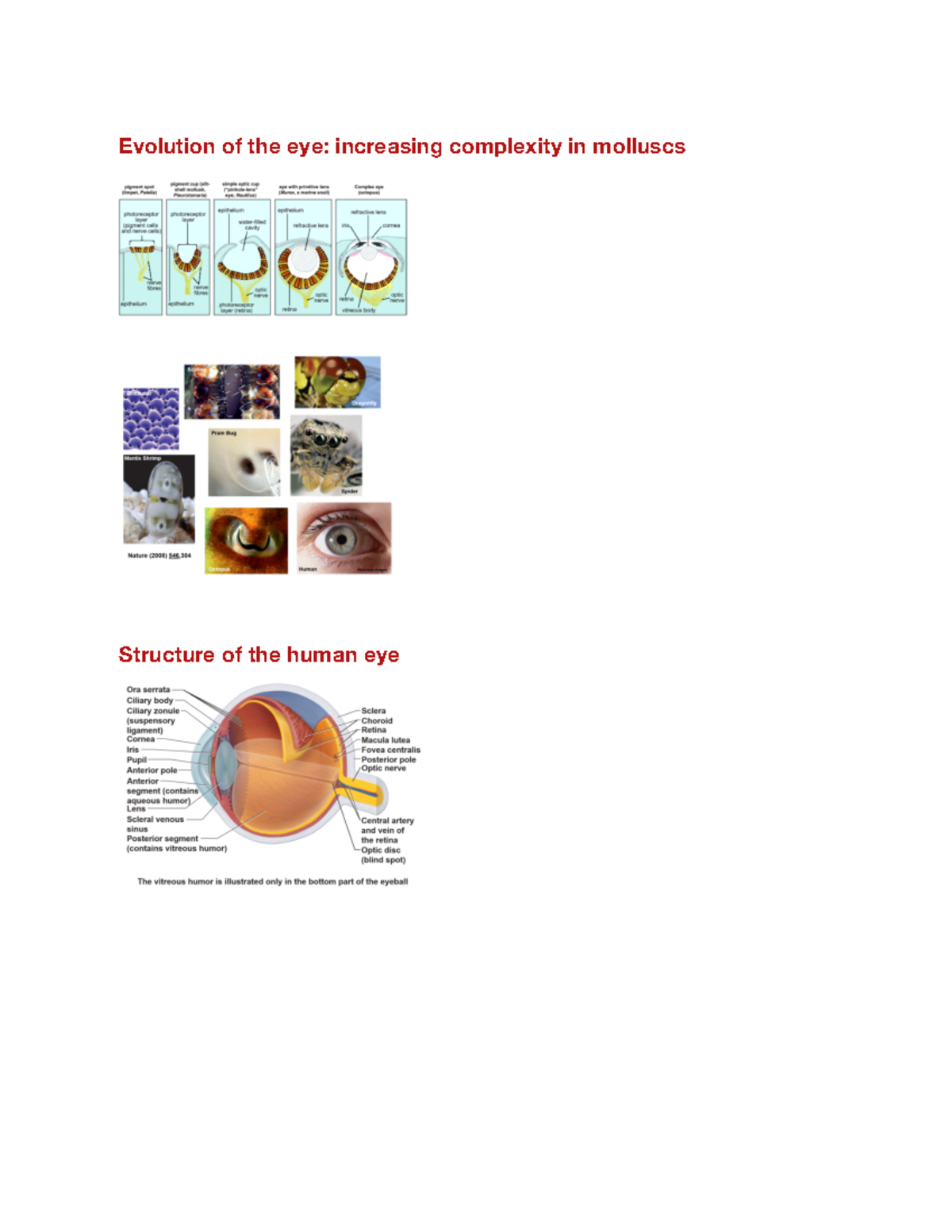 Vision - Lecture Notes (Topic) - Evolution of the eye: increasing ...