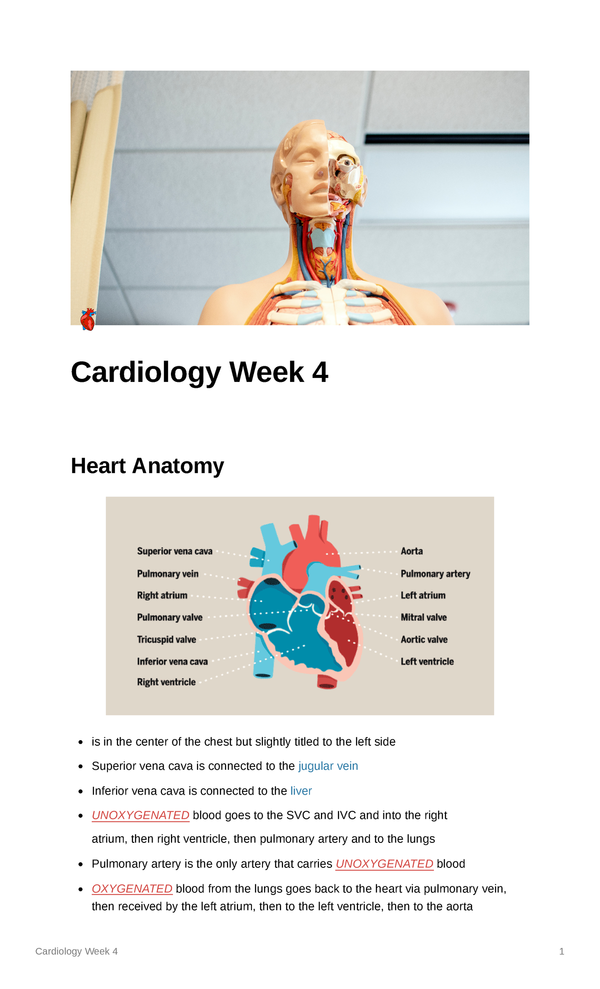 Cardiology WEEK 4 - Cardiology Week 4 Heart Anatomy is in the center of ...
