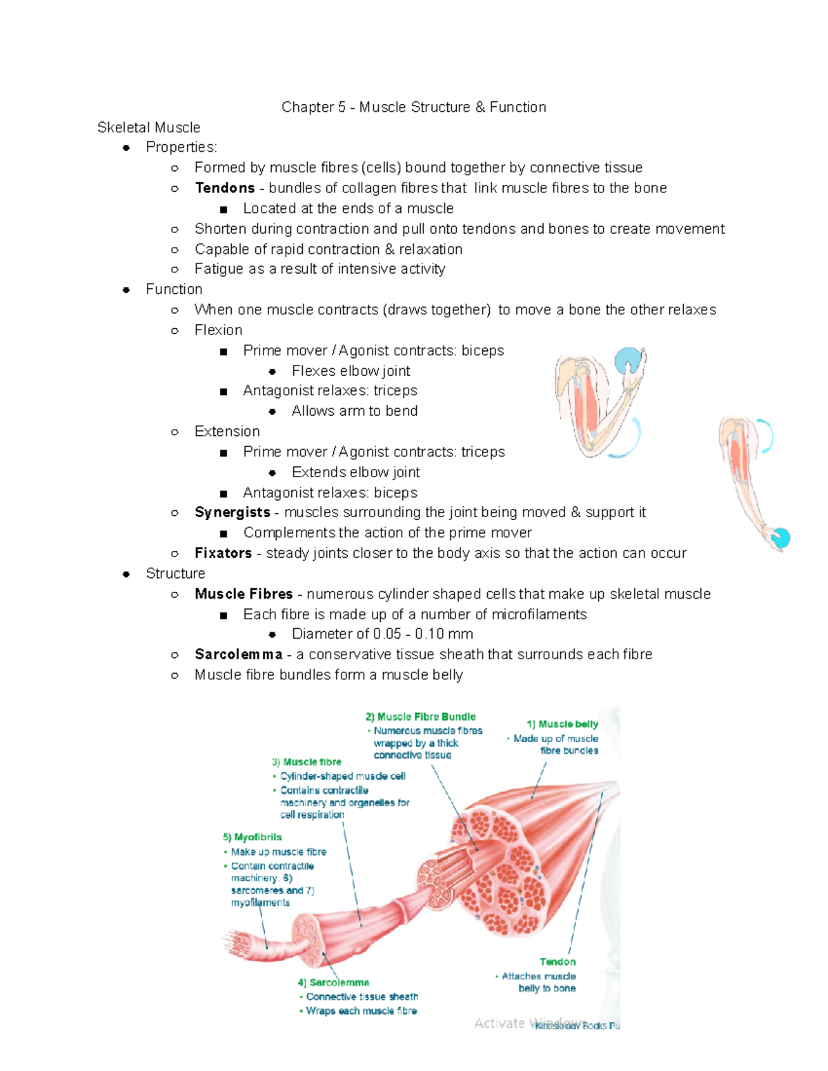 Kinesiology - Chapter 5 - Chapter 5 - Muscle Structure & Function ...