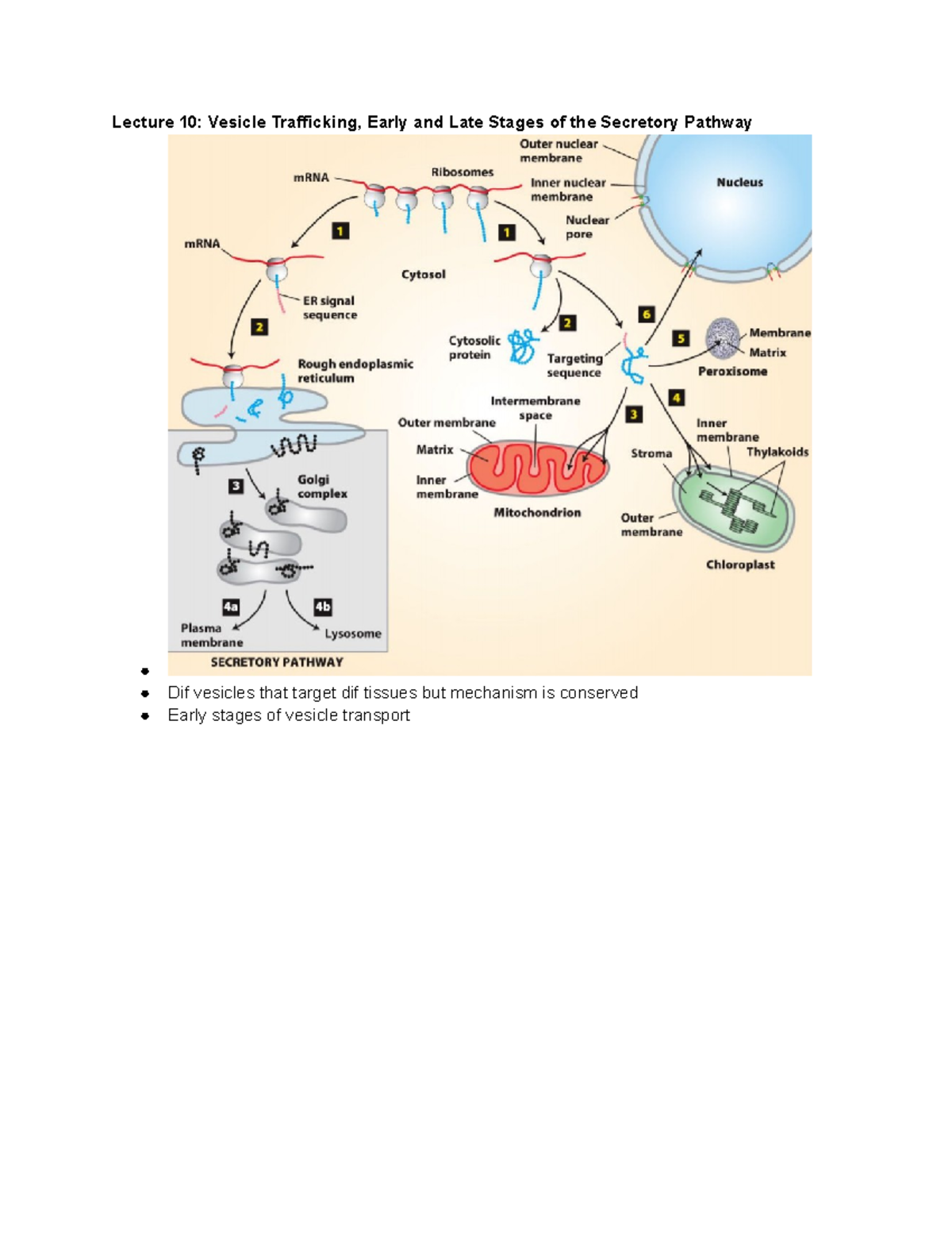 MCB II Lecture 10 - Lecture 10: Vesicle Trafficking, Early and Late ...