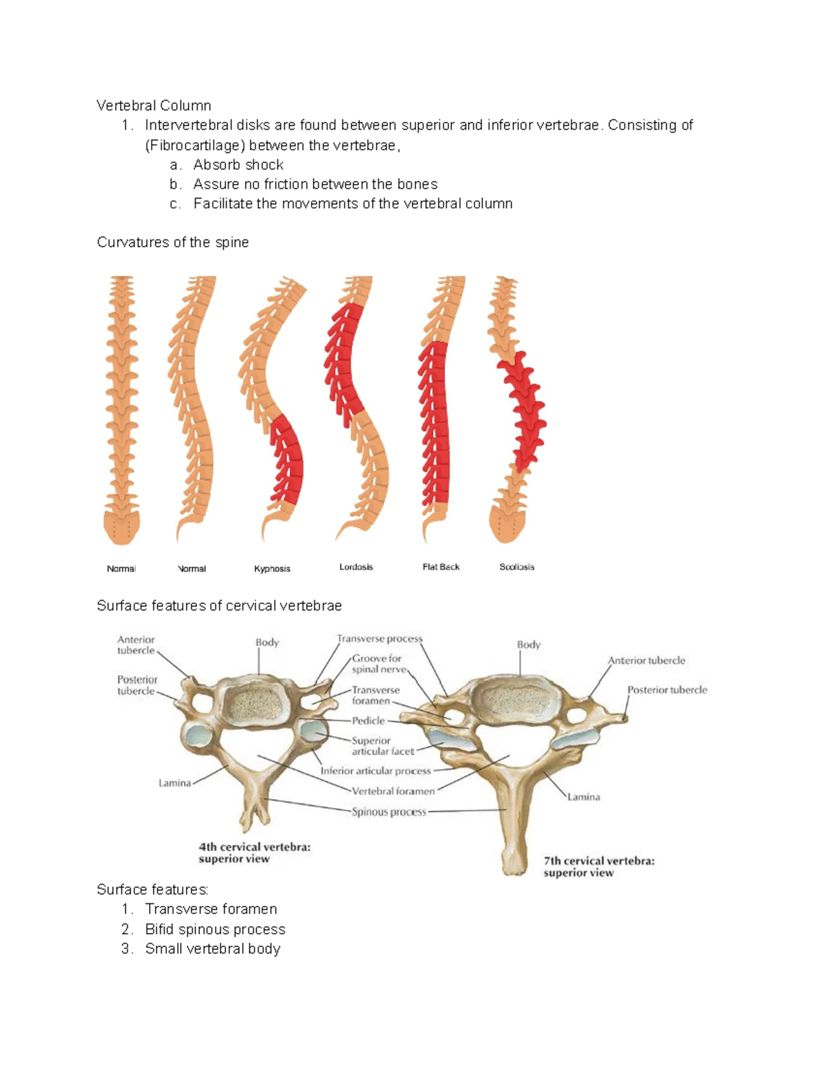 Chapter 2 vertebraes and muscles of the back Notes 2 - Vertebral Column ...