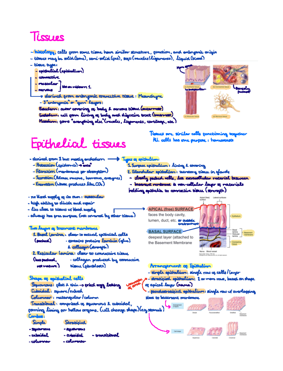 2. Intro to Tissues - Lecture 2 notes - Tissues if ight cells from same ...