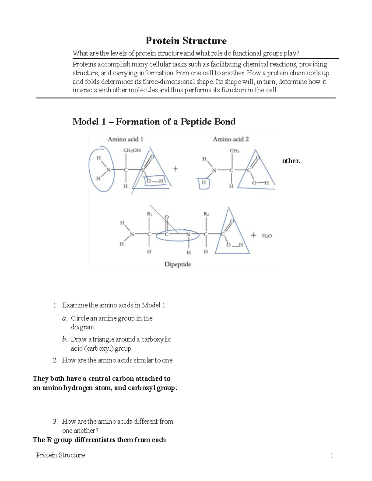Protein Structure - AP Biology Summer Work - Protein Structure 1 ...