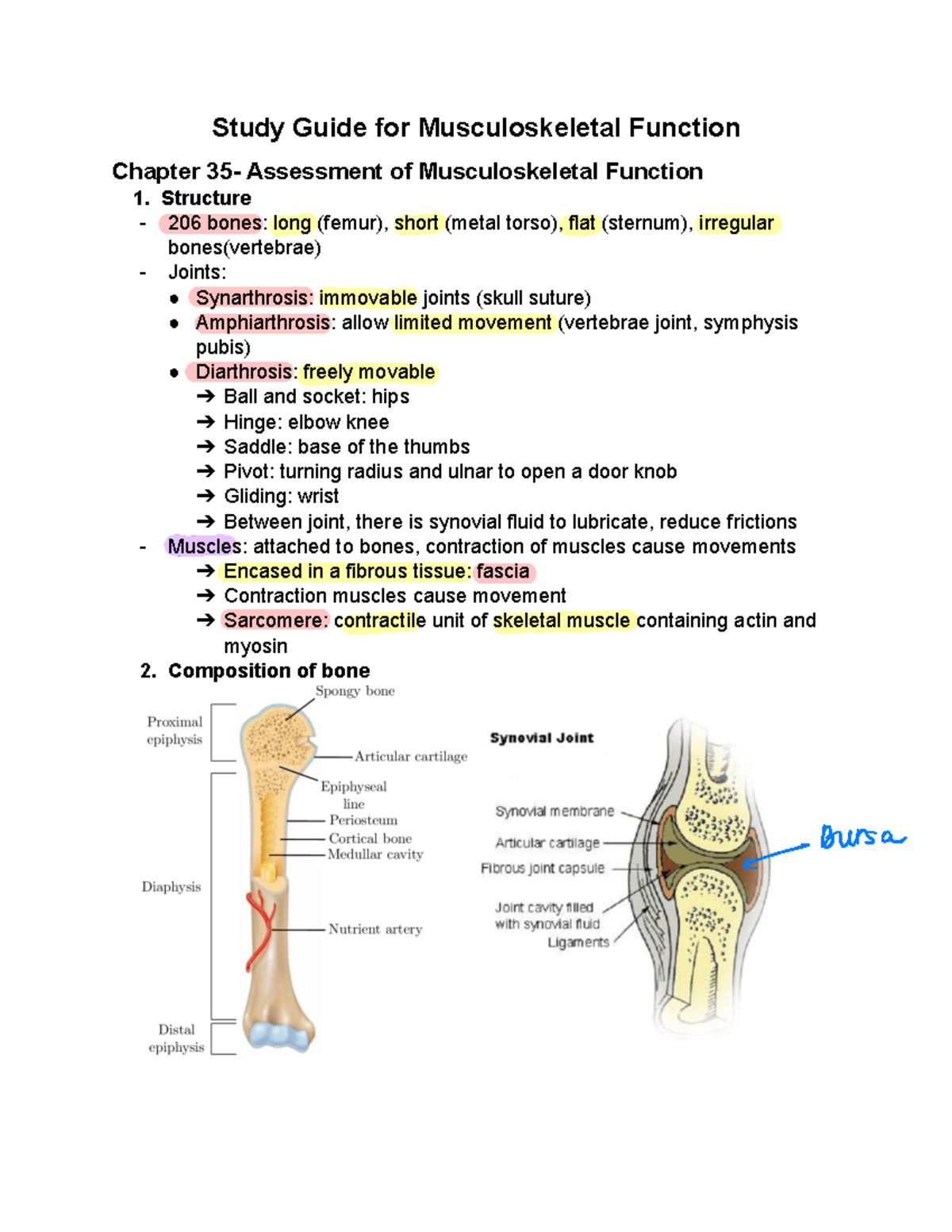 Test #5 - chapter 35-37, 43 - Study Guide for Musculoskeletal Function ...