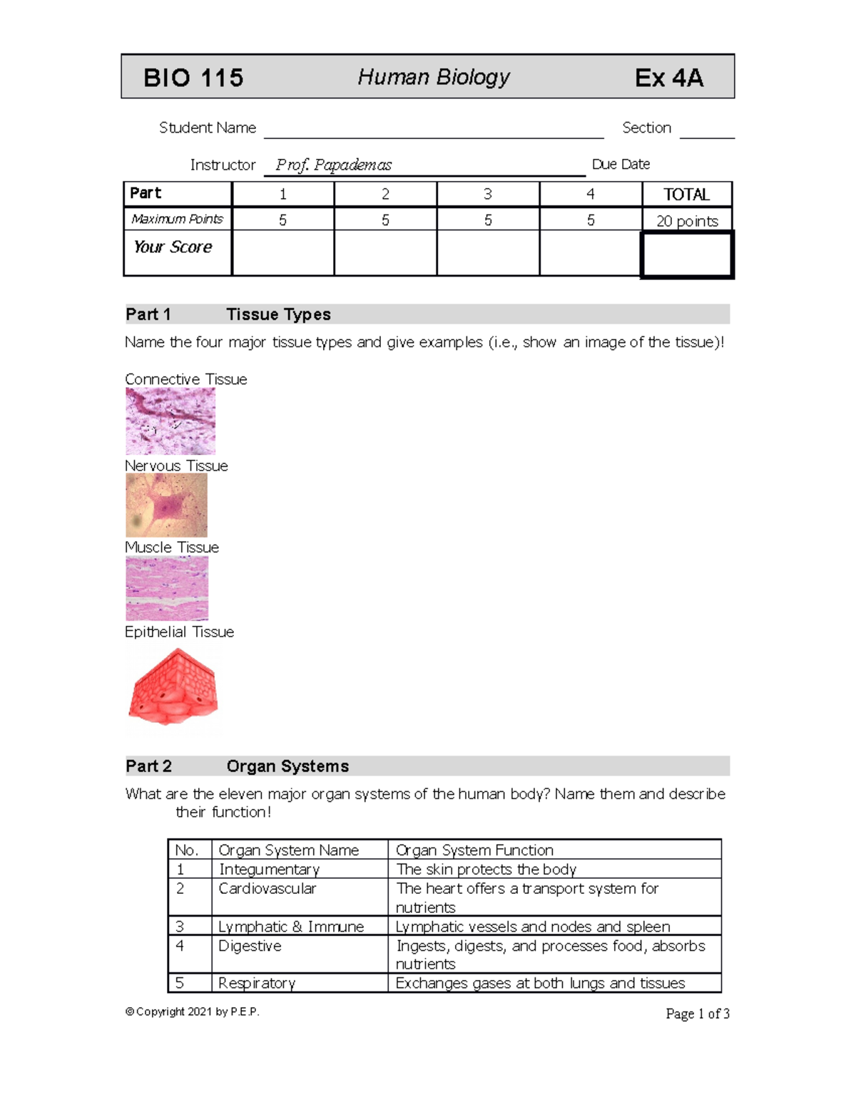 BIO 115 Exercise 4A Summer 2023 Tissues - BIO 115 Human Biology Ex 4A Student Name Section - Studocu