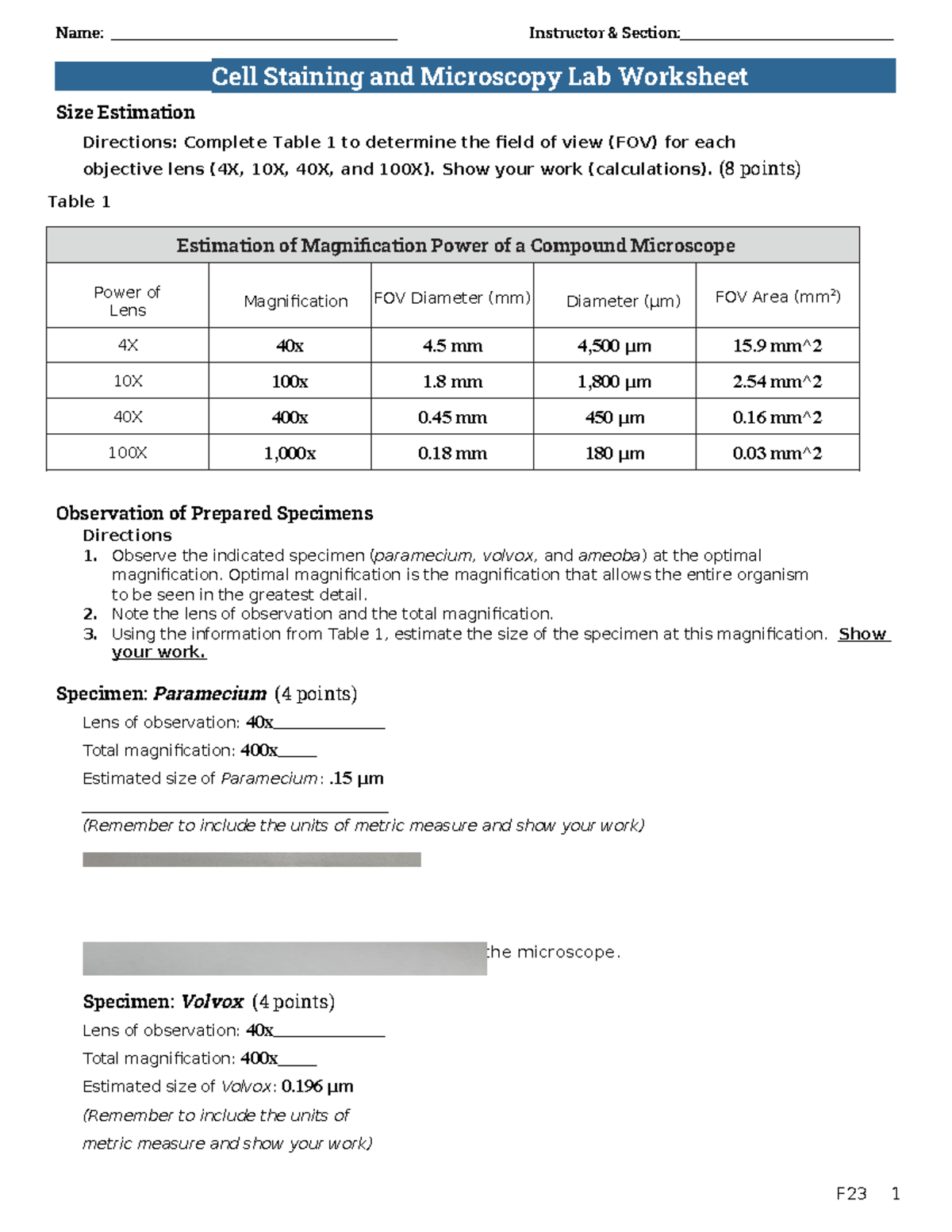 LW 2 Cell Staining and Microscopy Worksheet - Cell Staining and ...