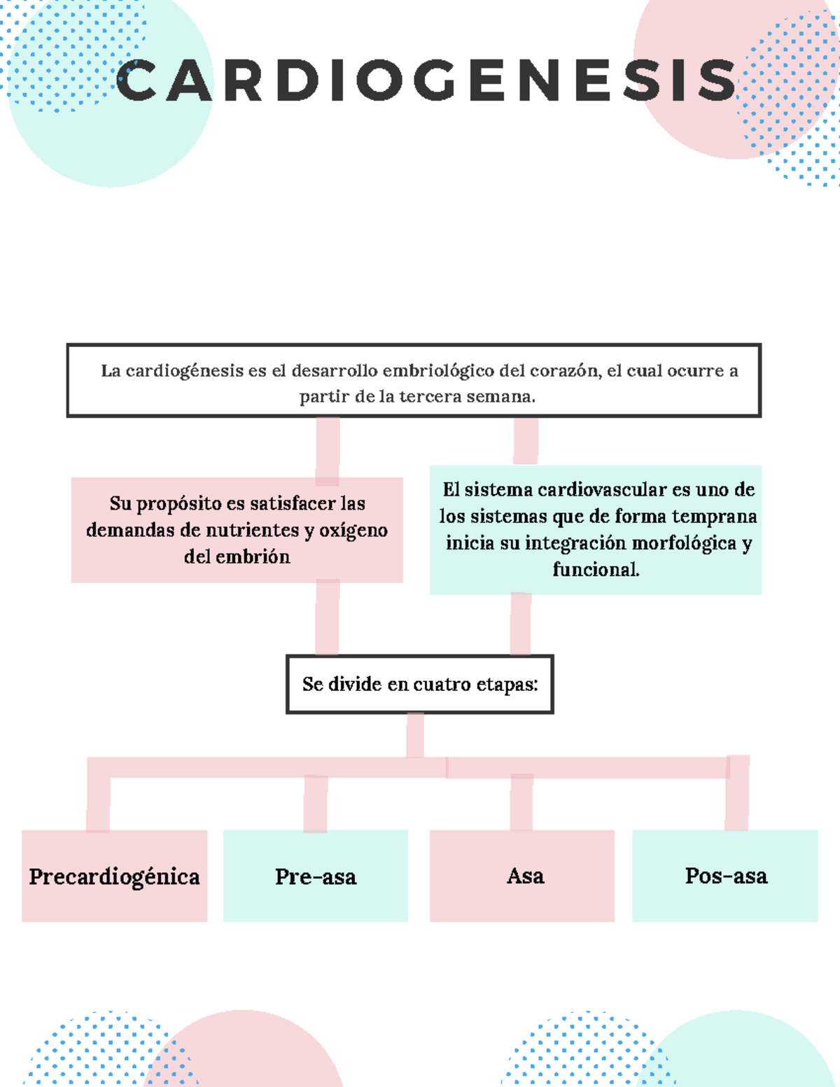 Cardiogenesis MAPA - La cardiogénesis es el desarrollo embriológico del ...