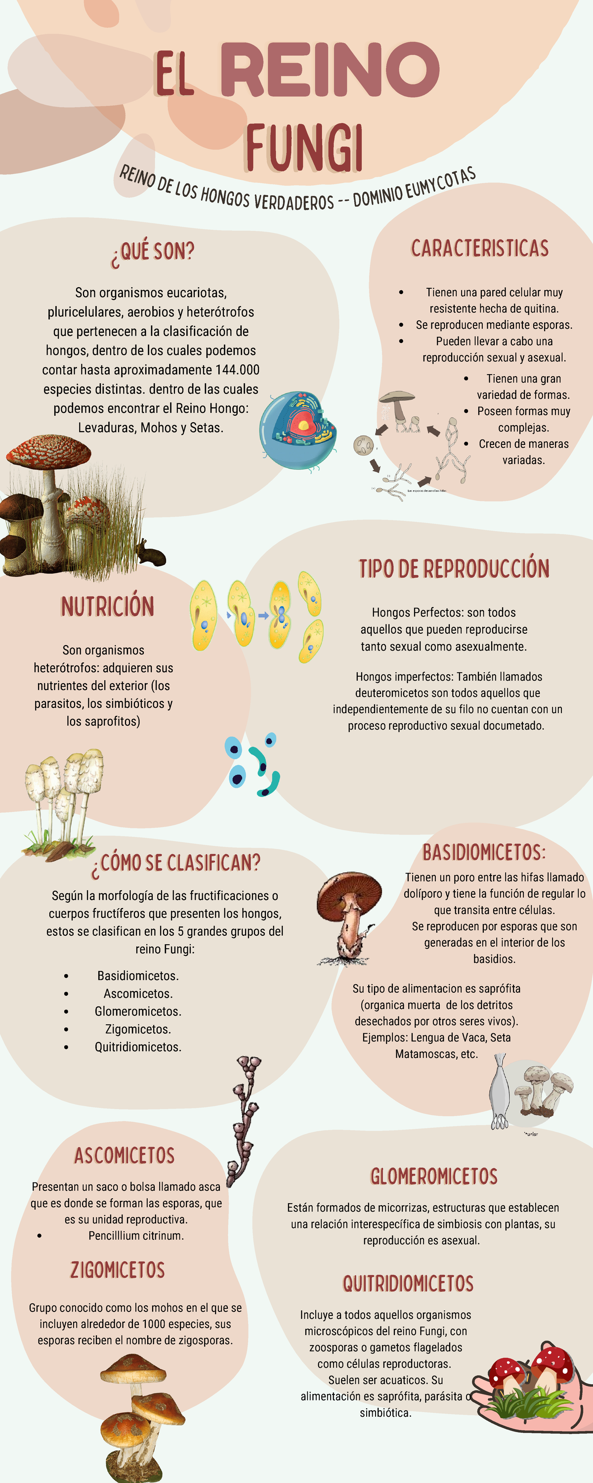 EL Reino Fungi Biologia 3AM - ASCOMICETOSASCOMICETOS FUNGIFUNGI ...