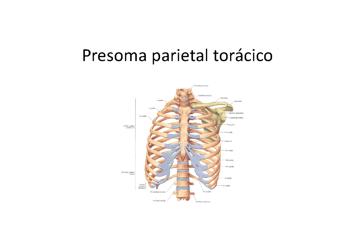 Tema 8 Presoma parietal - Presoma parietal torácico Generalidades Tórax ...