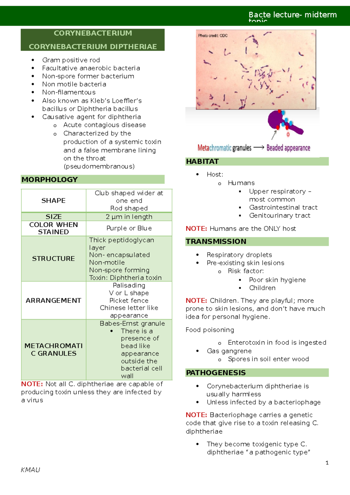 Corynebacterium Transes - Bacte lecture- midterm topic CORYNEBACTERIUM ...