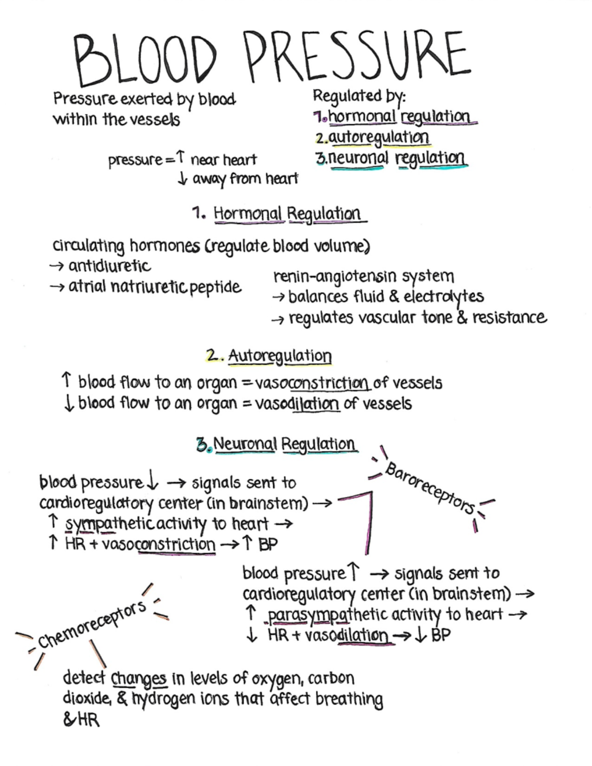 Blood pressure - BP notes - NU 101 - Studocu